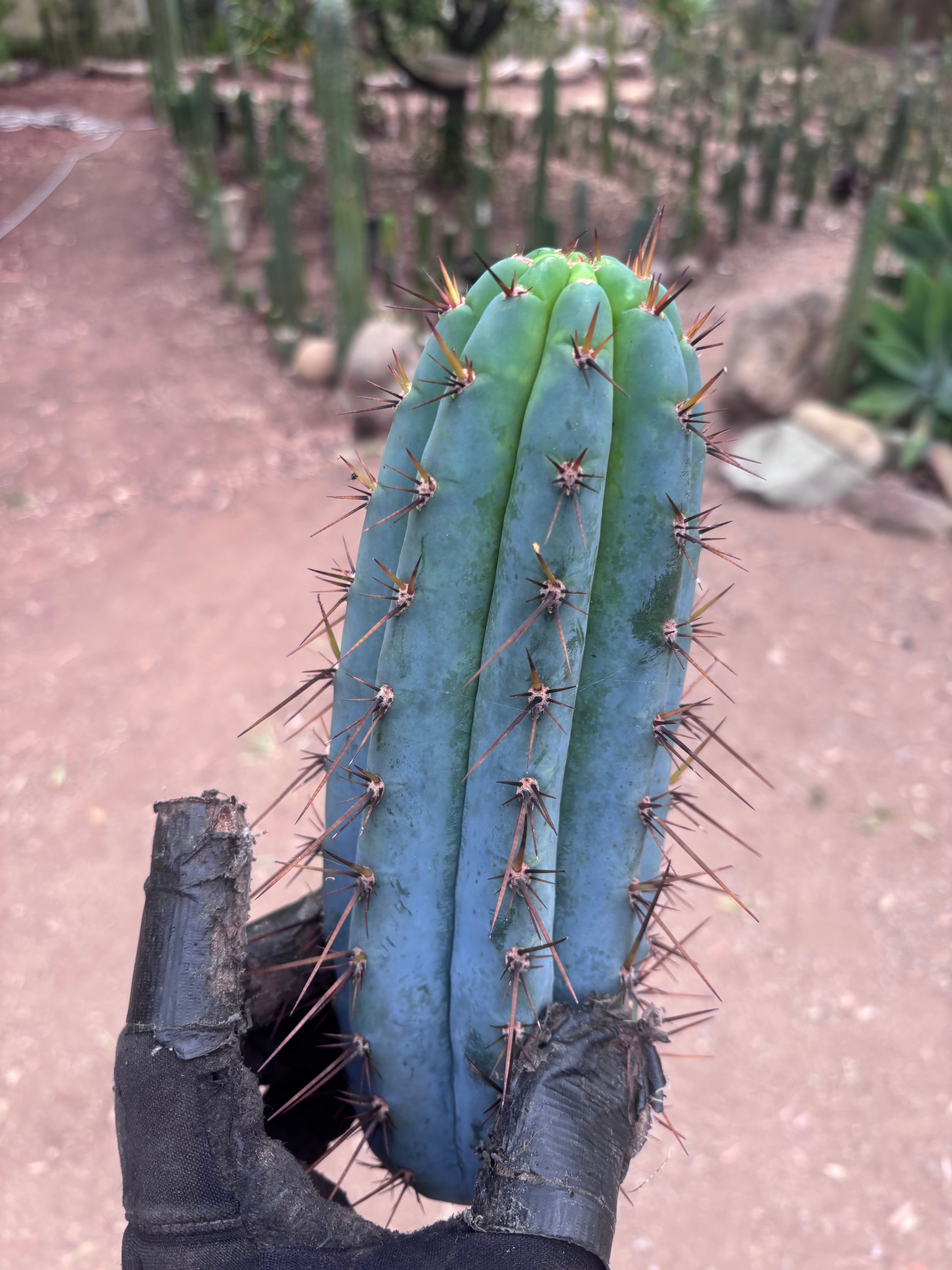 👑 Balboa Blue — Fat 10” Pup