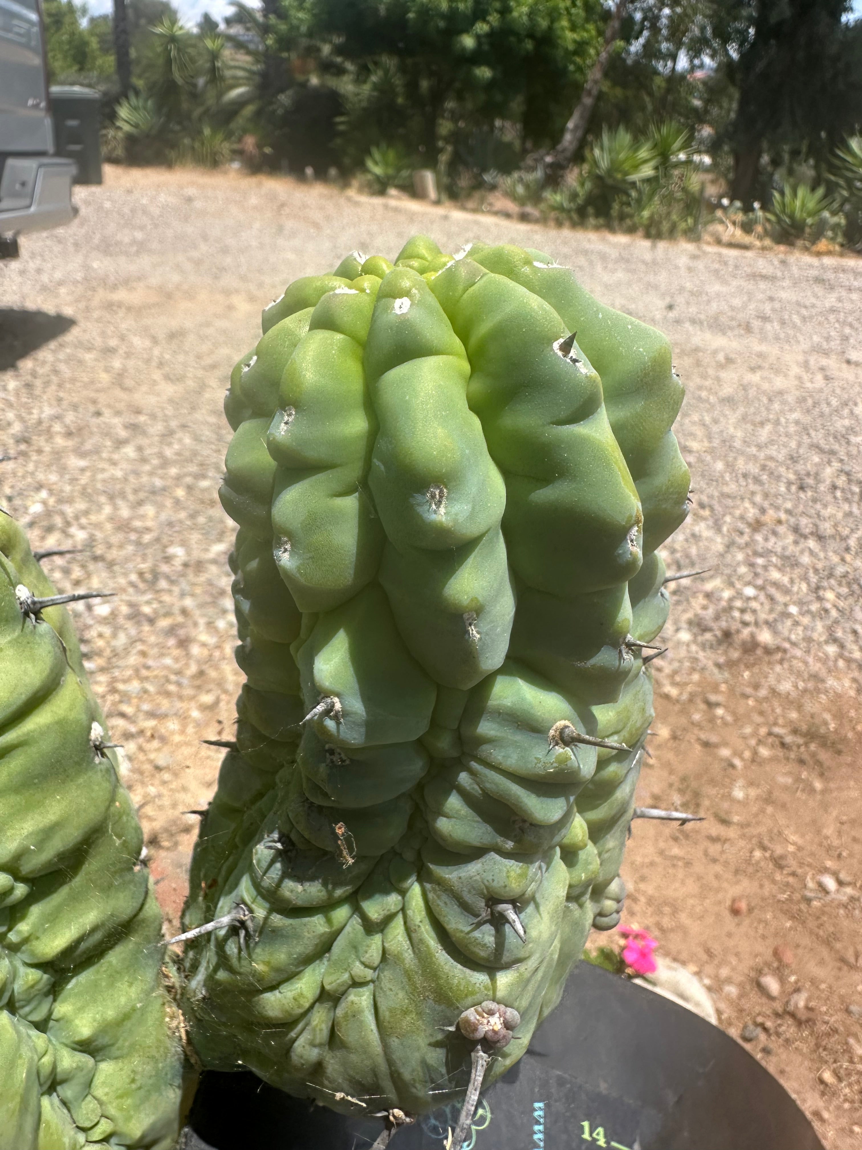 👑💎 Glorp — 6.5” Pup