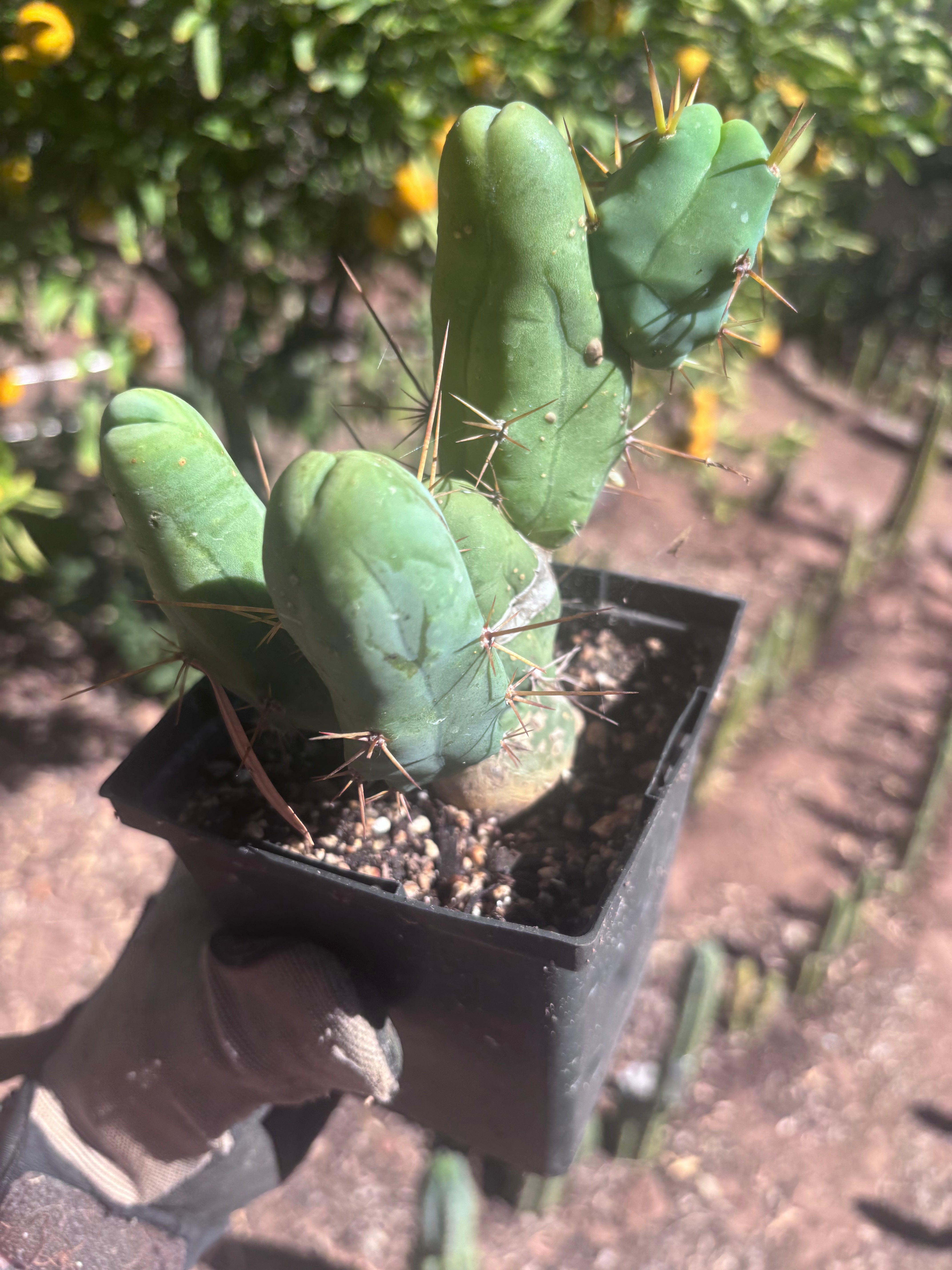 👑🌶️🌶️ TBM Clone B — Fully Rooted