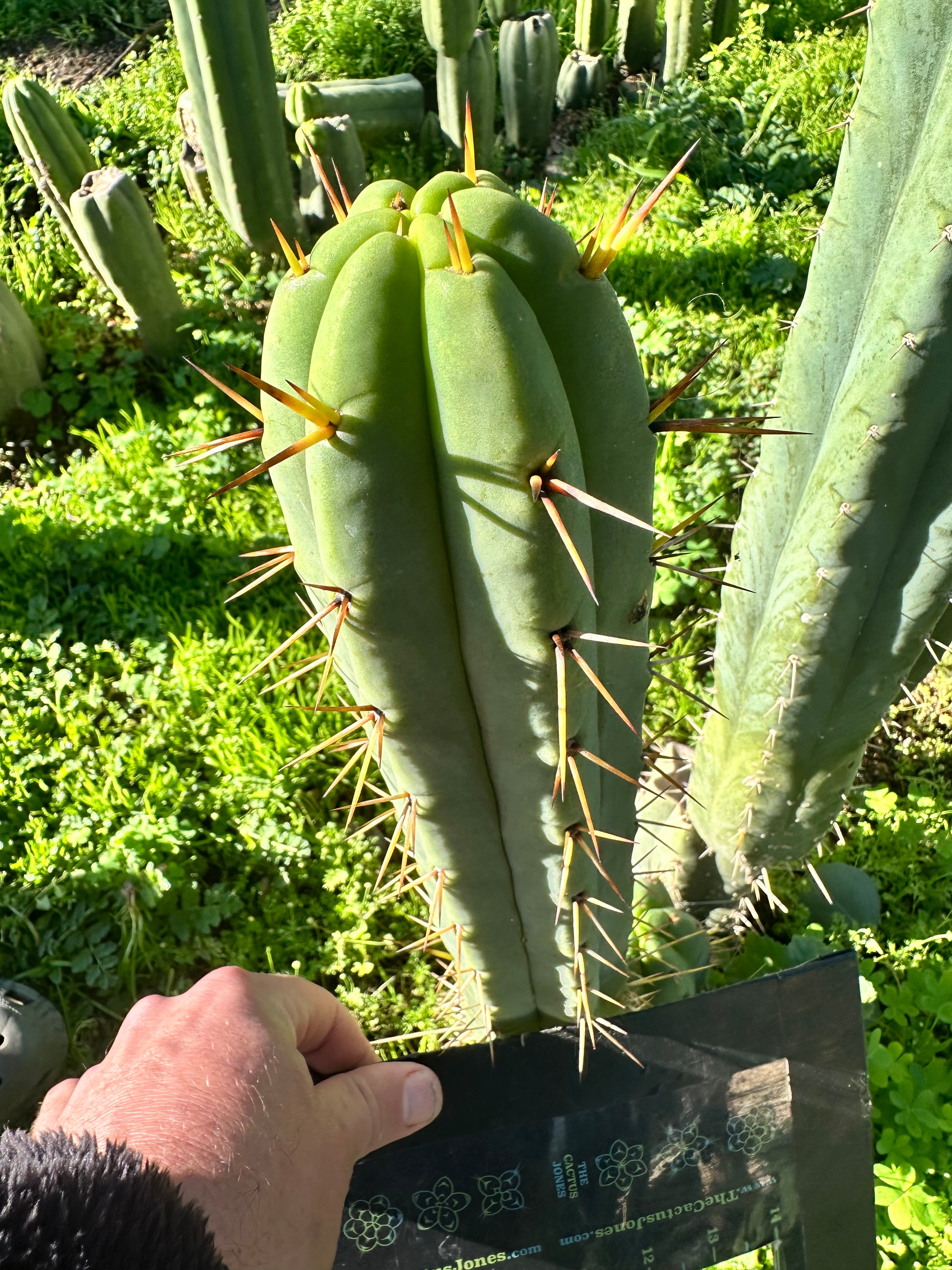 Balboa Bridge — 10” Tip