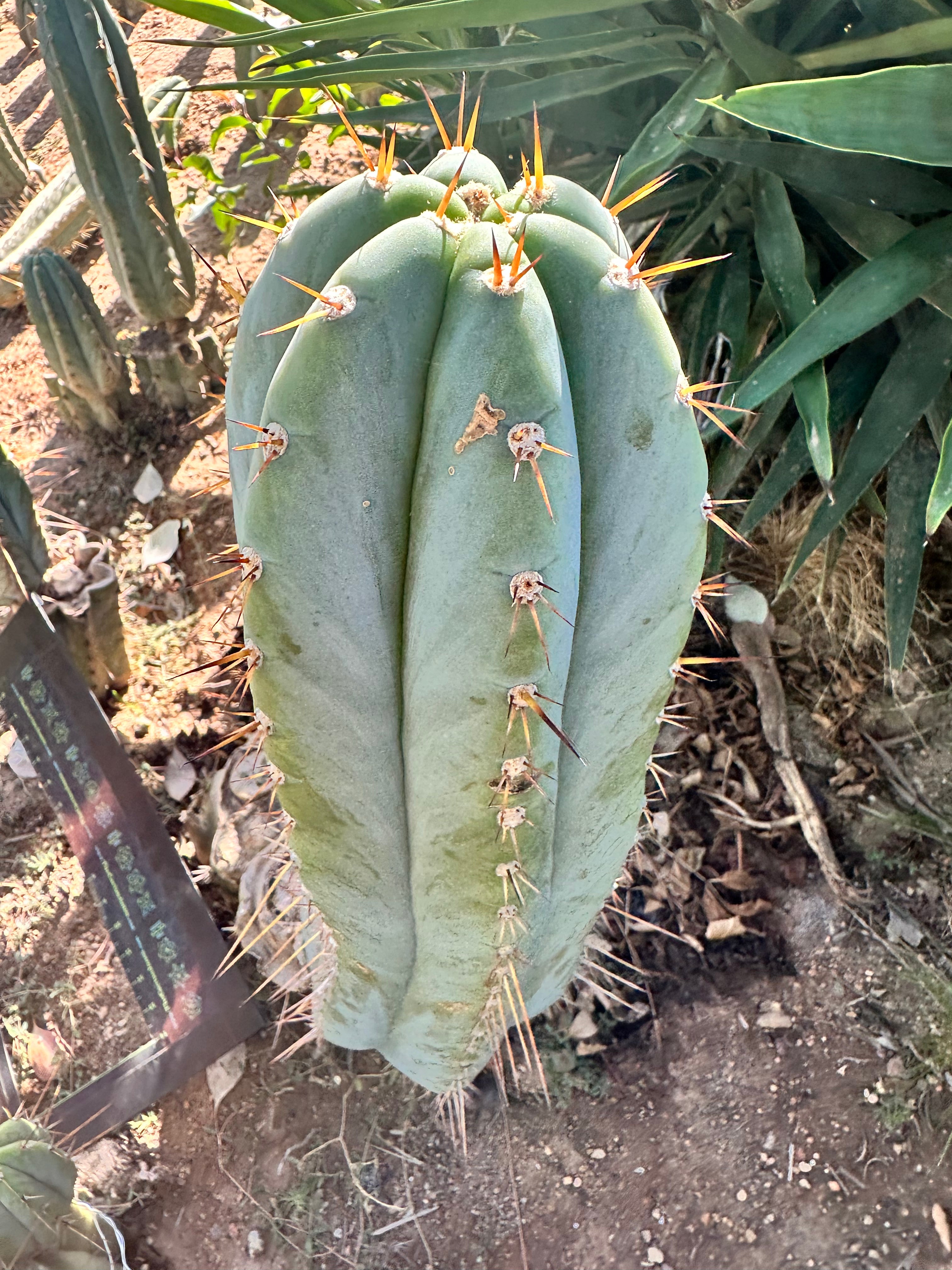 💎👑 CGG — FAT Tip