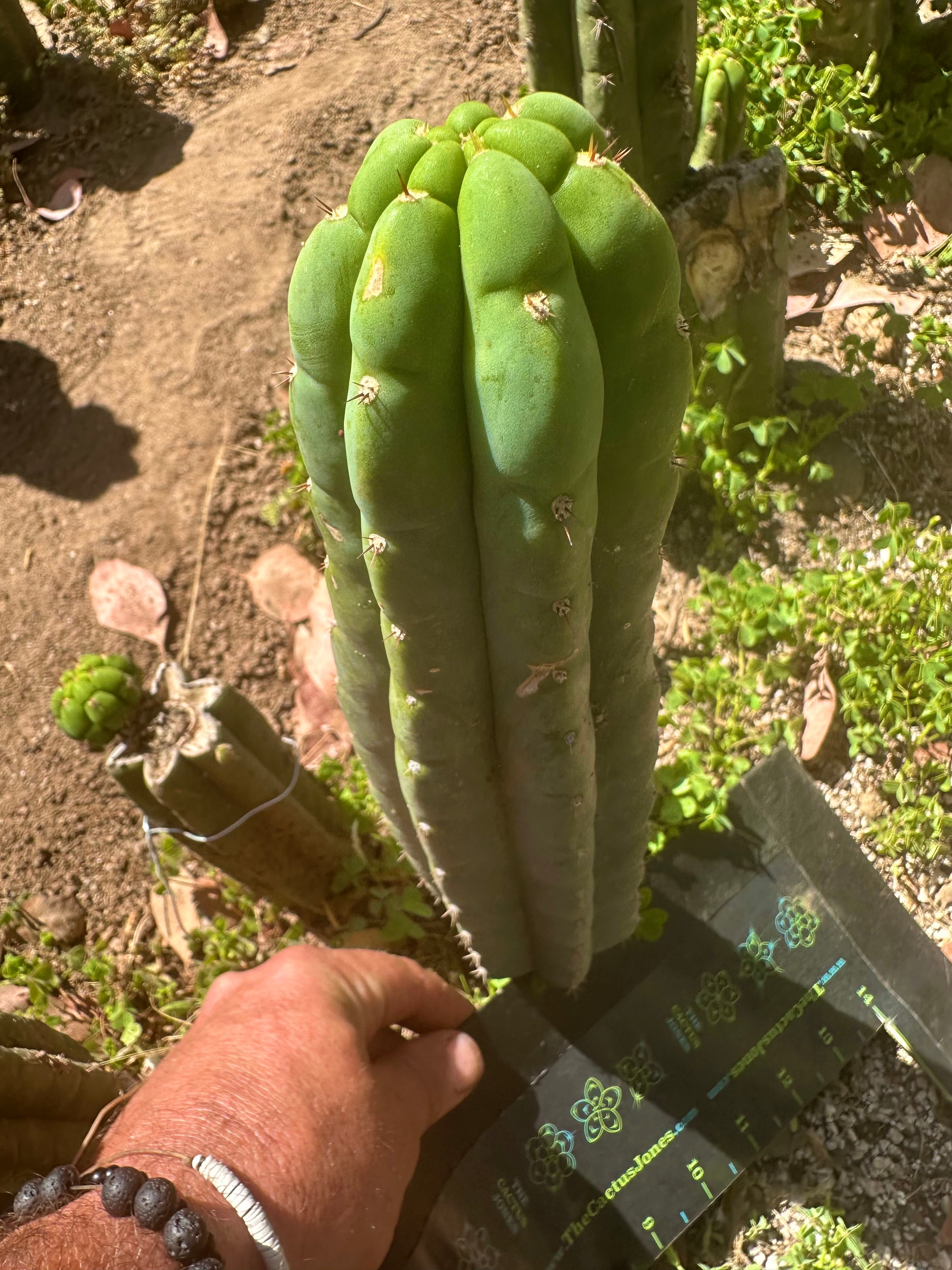 👑🌶️ Blue Ecuador— 12” Pup