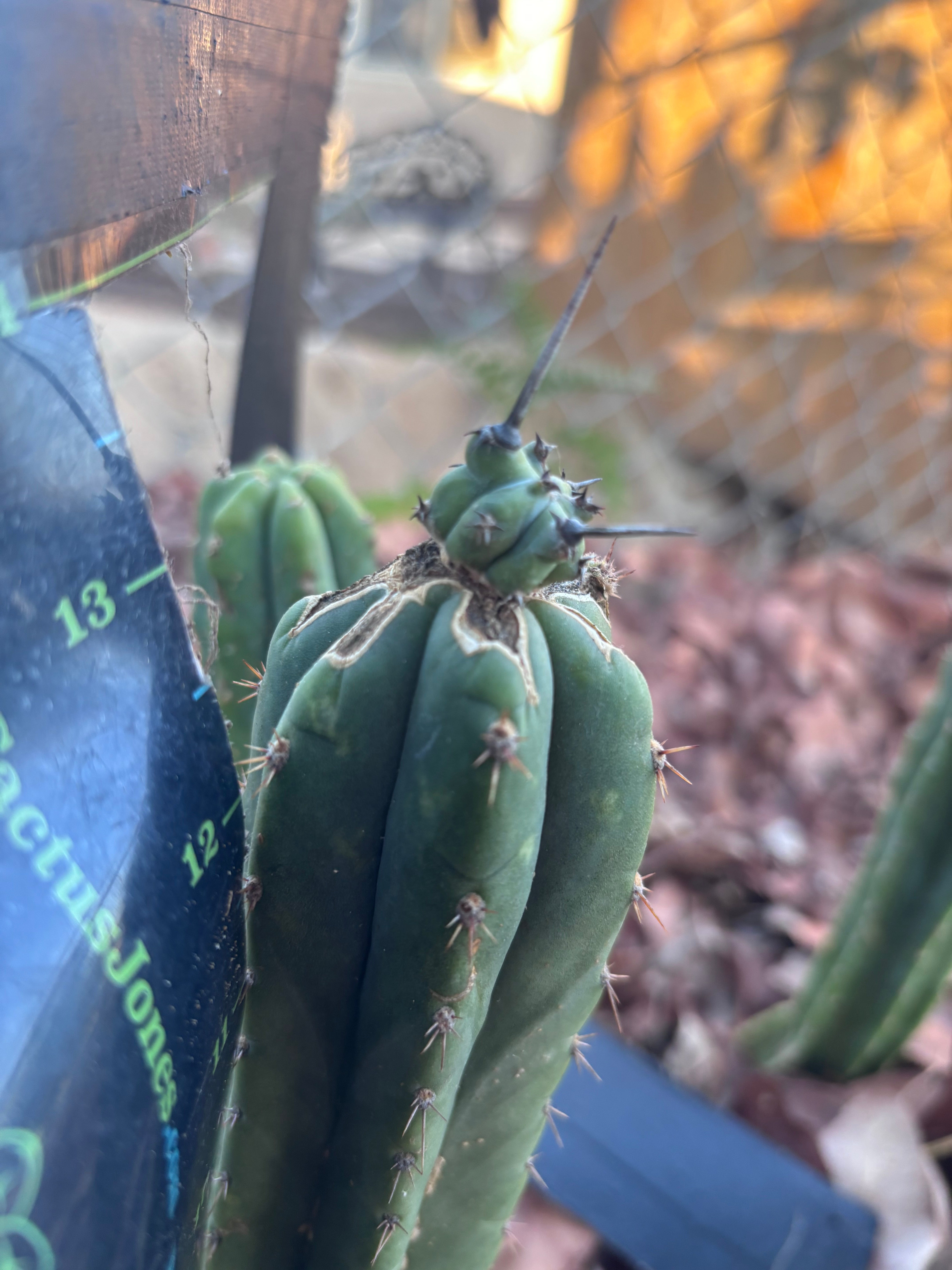 🦄 👑 M Stacker — Fully Rooted Graft