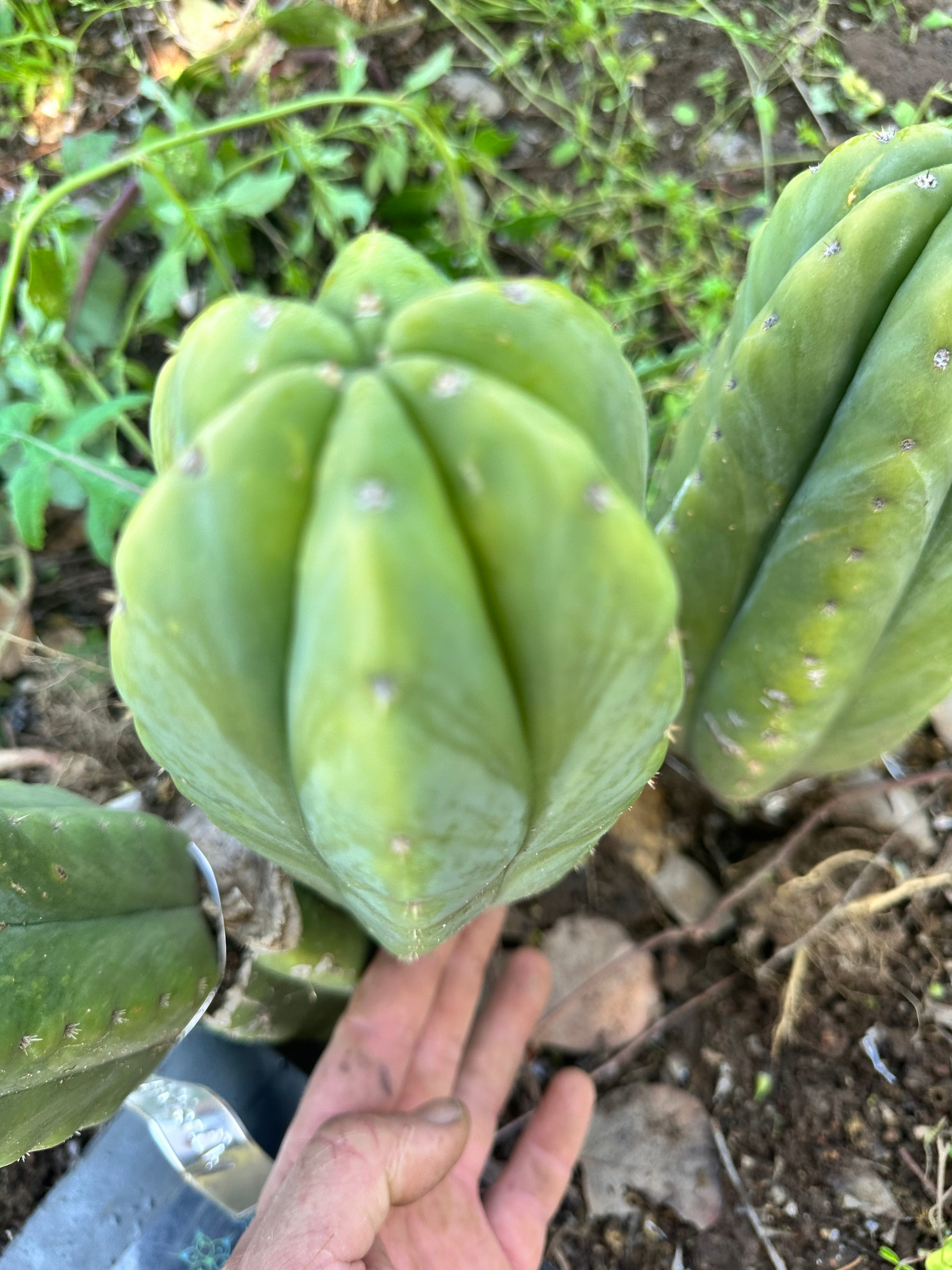 👑🌶️ Bitterfly — Chubby 9” Pup