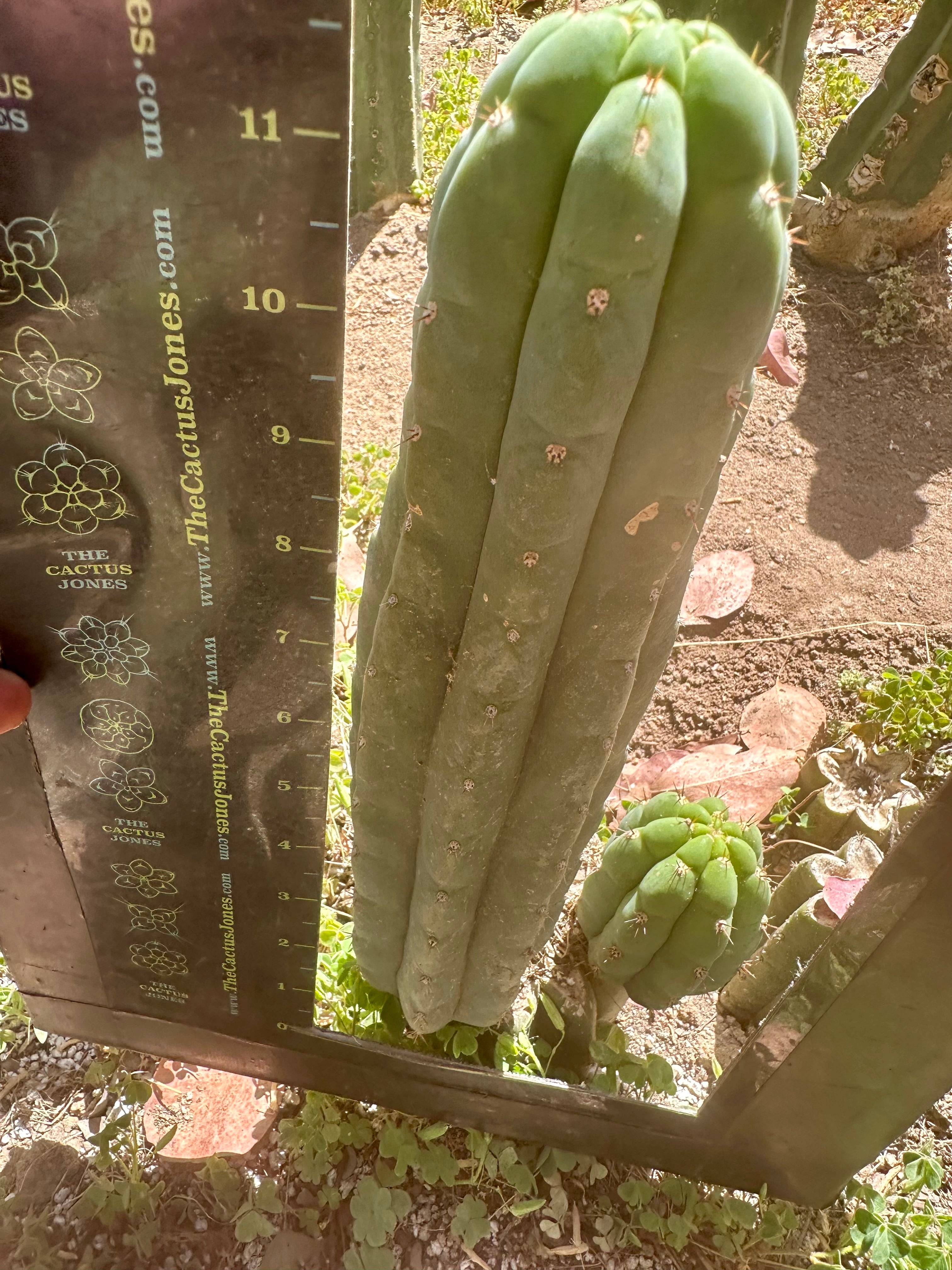 👑🌶️ Blue Ecuador— 12” Pup