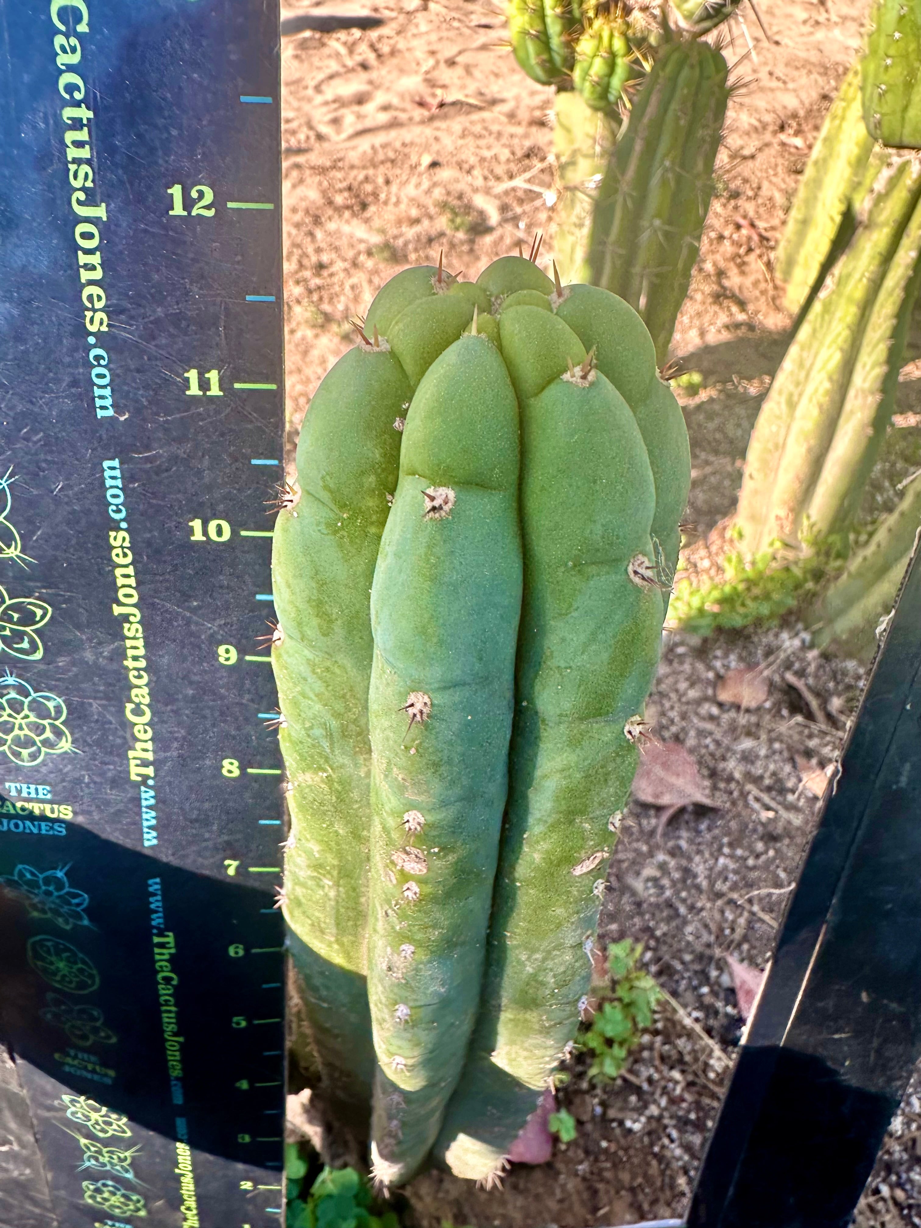 👑🌶️ Blue Ecuador— 10” Tip