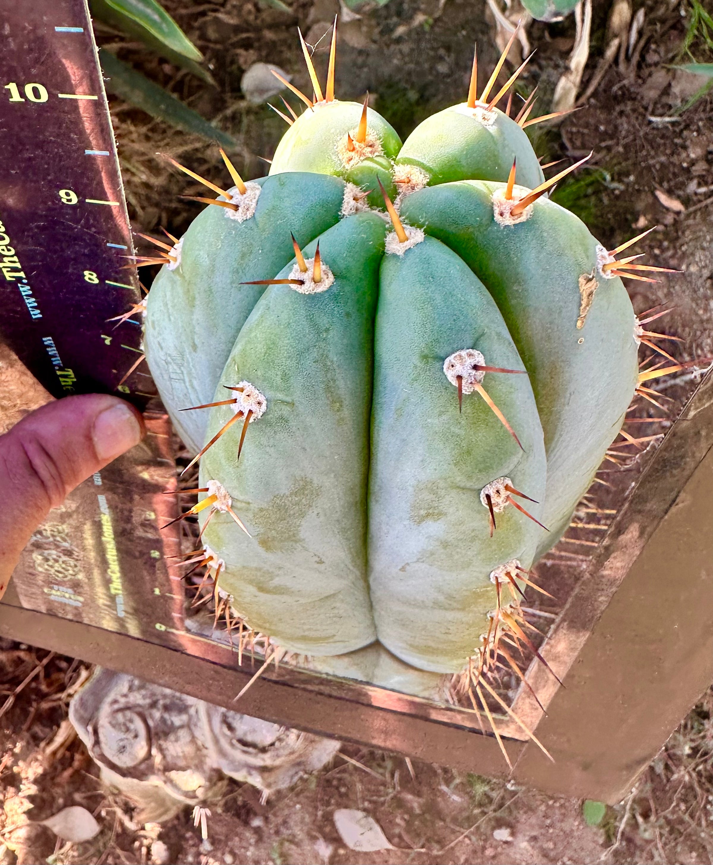 💎👑 CGG — FAT Tip