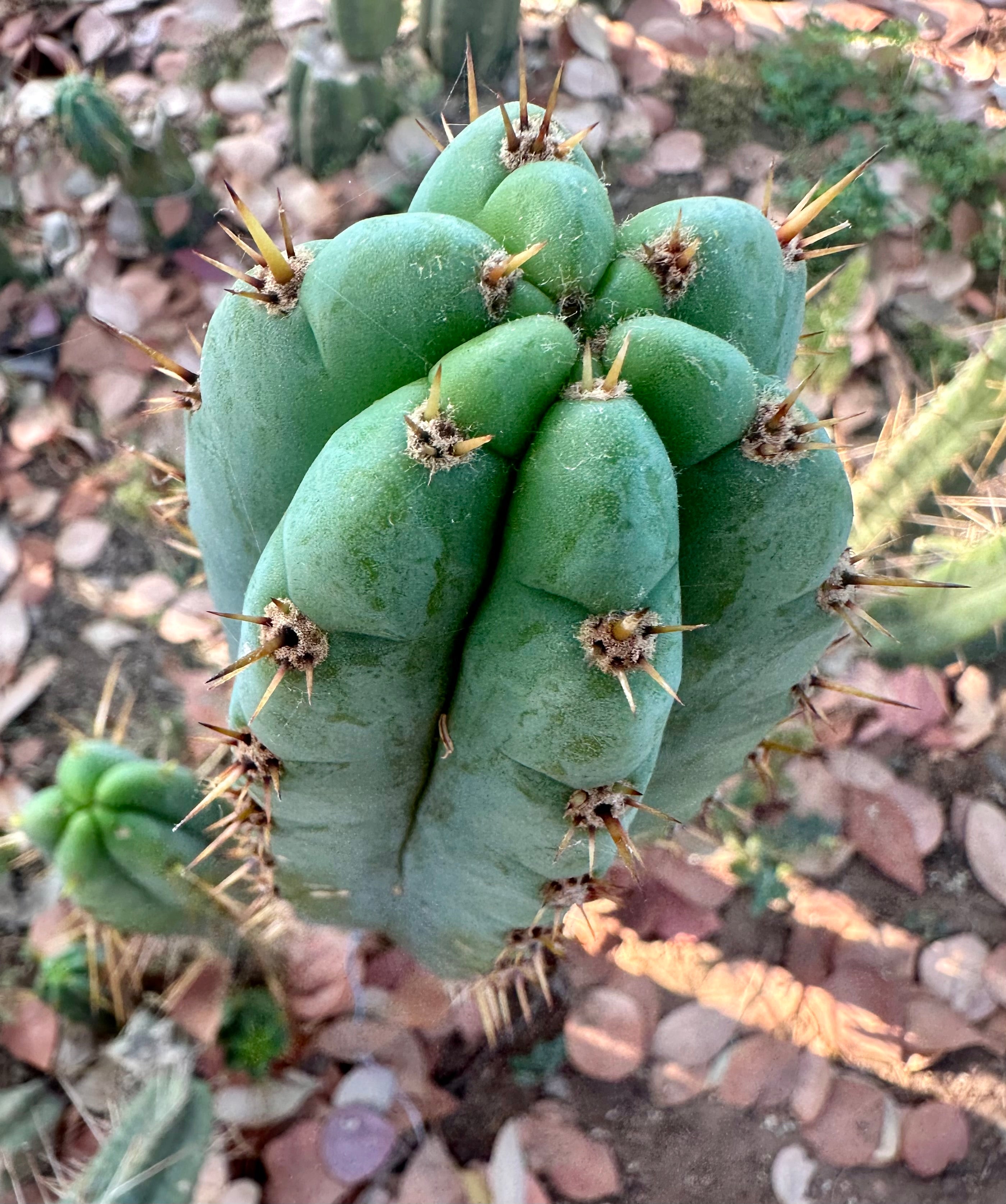 Jessica x Colossus — Beautiful XL 12” Tip