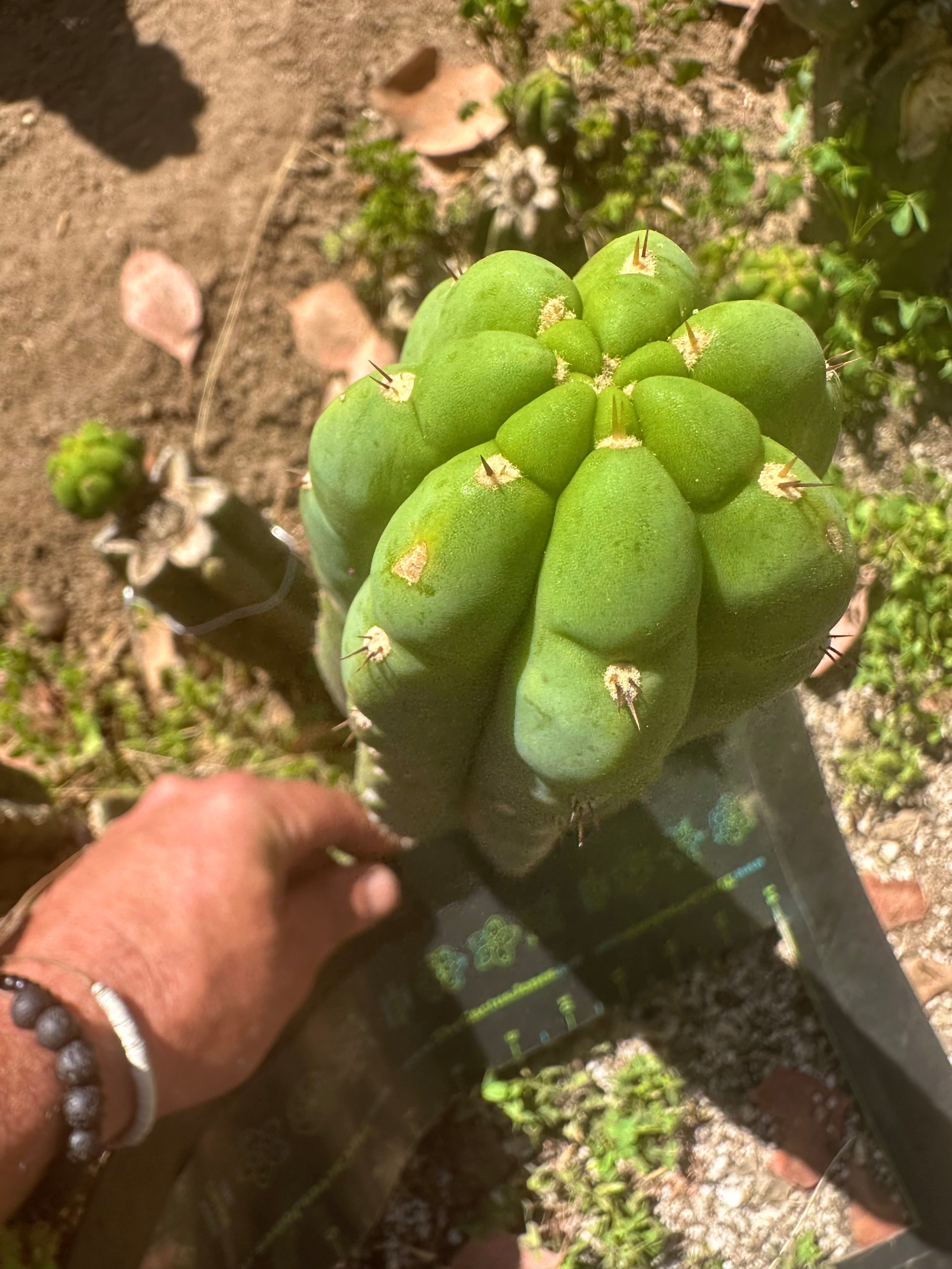 👑🌶️ Blue Ecuador— 12” Pup