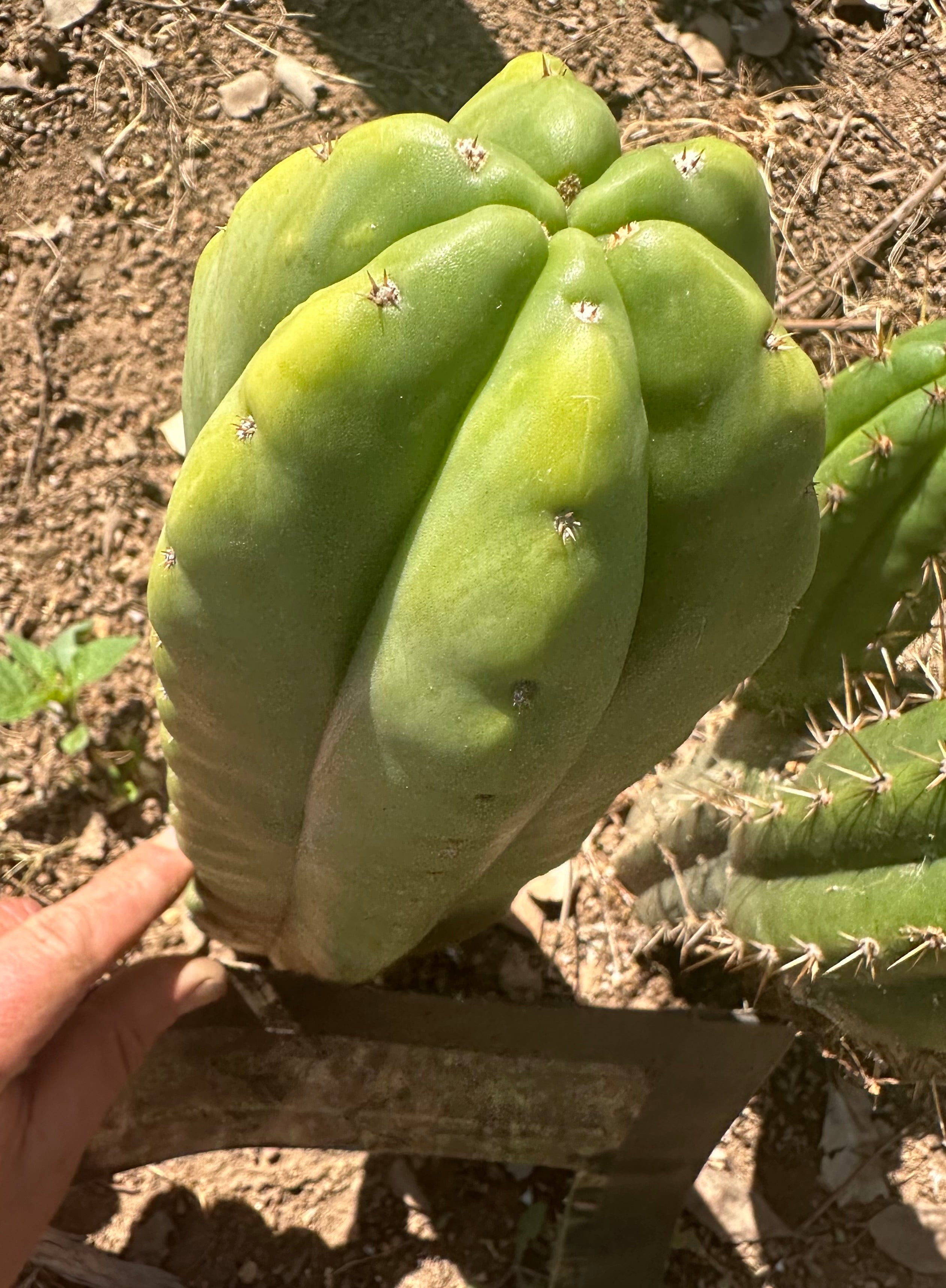 👑🌶️ Bitterfly — *FAT* 9” Tip