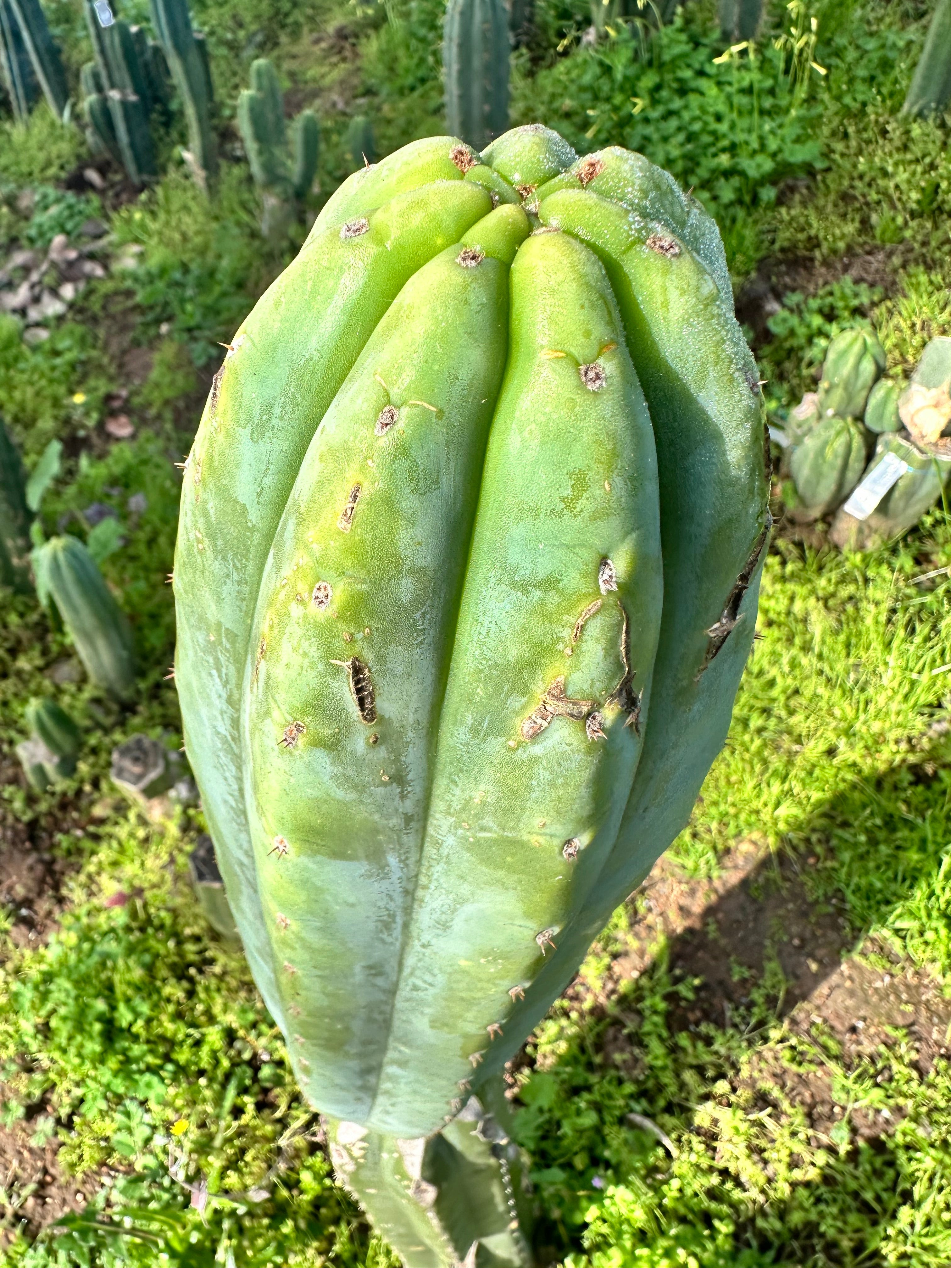 👑🌶️ Ogun — BEEFY 10” Tip