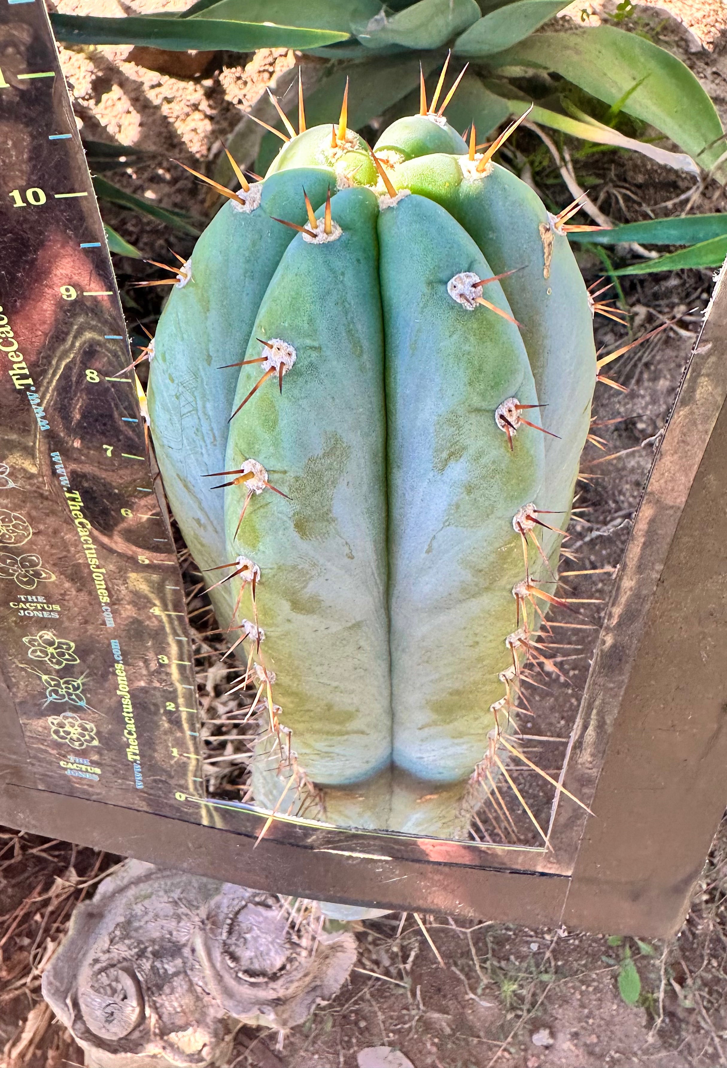 💎👑 CGG — FAT Tip