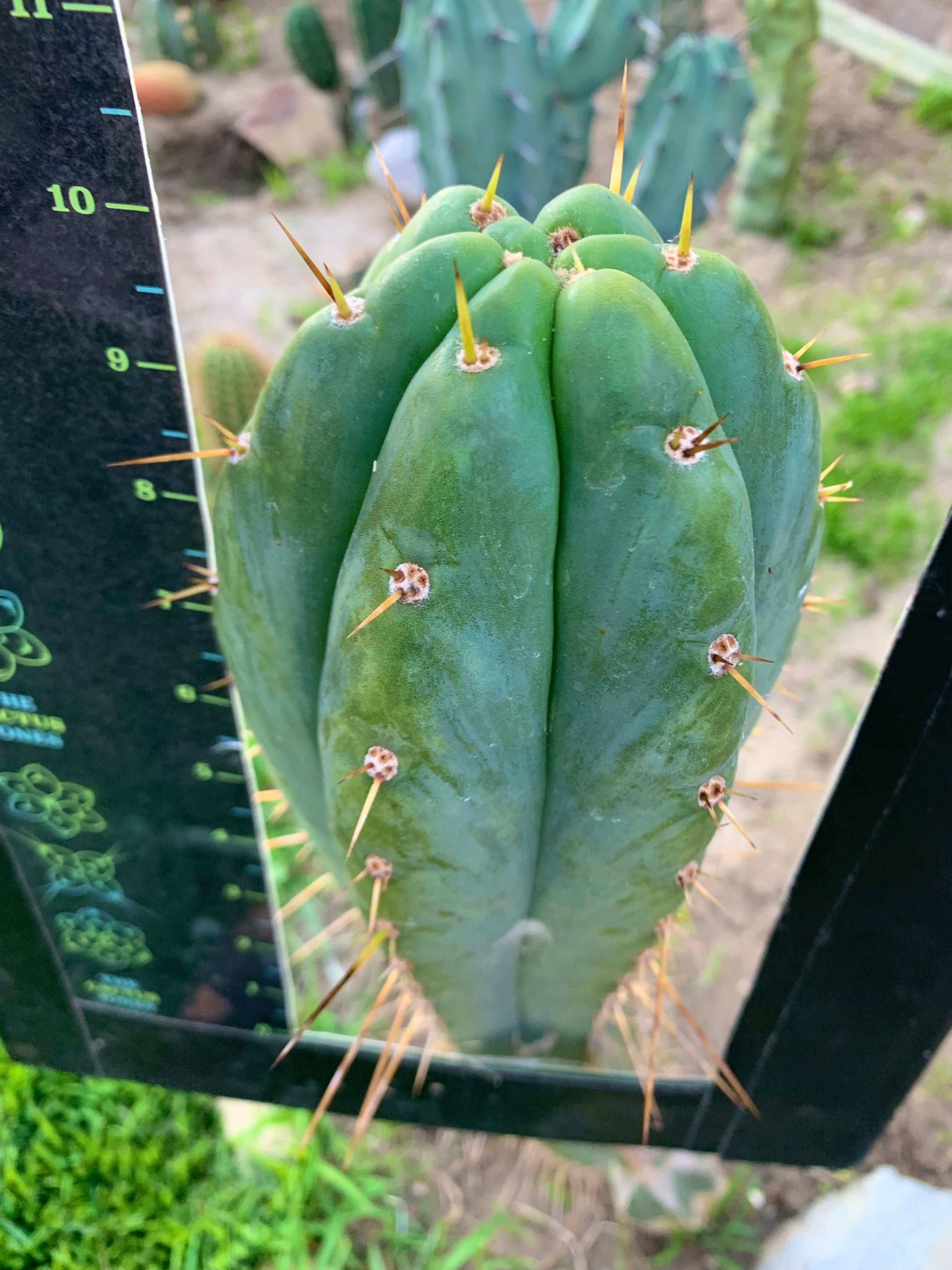 Juul’s x SS02 … GIRTHY